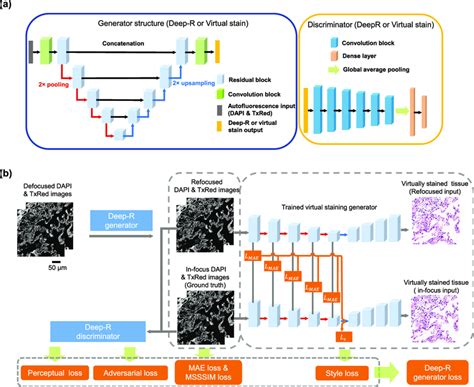 Training Loss And Network Architecture Of The Defocused Image Virtual Download Scientific