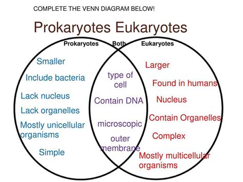 A Comparative Look At Eukaryotic And Prokaryotic Cells Using Venn Diagrams