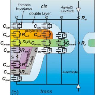 Schematics Of The Lumped Element Models Superimposed On The Physical Download Scientific