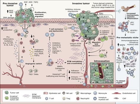 The Evolving Tumor Microenvironment From Cancer Initiation To