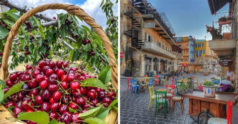 Dont Miss Out On The Cherry Day Event This Sunday In Hammana