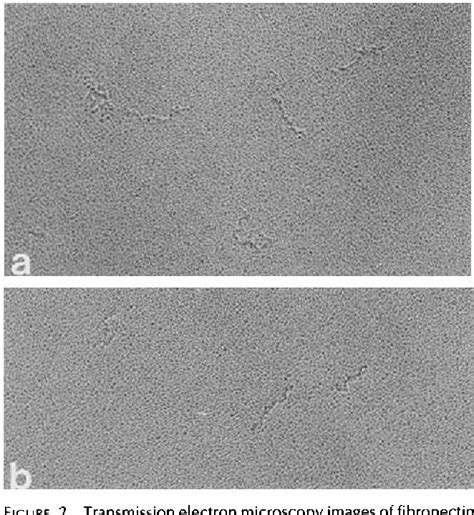 Figure 2 From Solution And Surface Effects On Plasma Fibronectin Structure Semantic Scholar