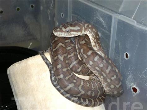 Python Bredli Roupy 02590 Animaux