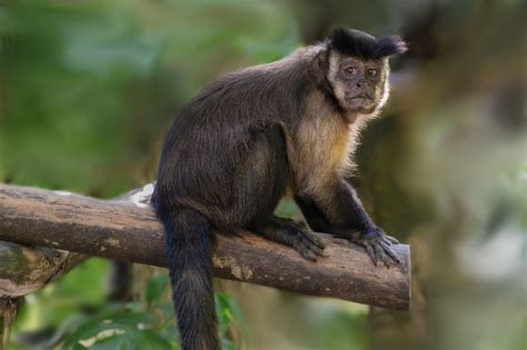 1 Free Crested Capuchin Monkey And Animal Images Pixabay