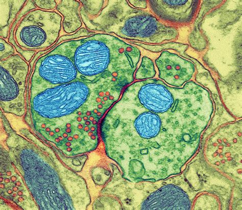 Synapse Nerve Junction Tem Photograph By Thomas Deerinck Ncmir Fine Art America