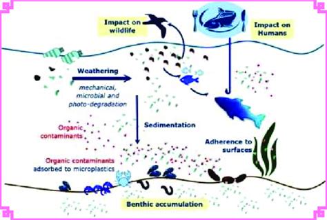Potential Transport Pathways Of Microplastics And Their Interaction