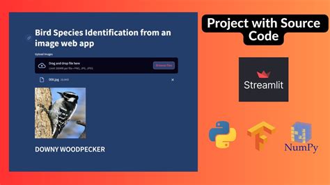 Image Based Bird Species Identification Using Machine Learning Flask