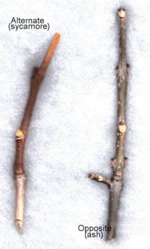 Did You Know You Can Identify Winter Trees By Their Twigs Winter Trees Identifying Trees Tree