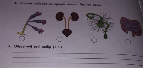 4 ТЕРМІНОВО дам 25 балів Розглянь зображення органів тварин Познач зайве Обґрунтуй