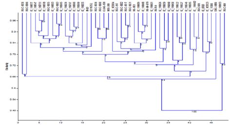 Dendrogram Generated By Upgma Method Showing Relationship Among 48