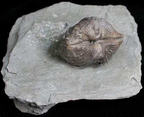 Platystrophia Brachiopod Fossil From Kentucky 6647 For Sale