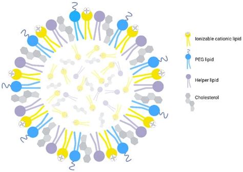 Delivery Of Rnas To Specific Organs By Lipid Nanoparticles For Gene Therapy