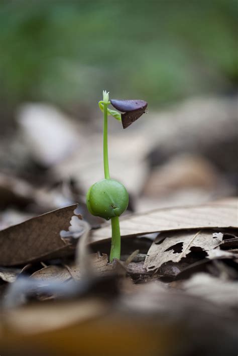 The Effectiveness Of Recovered Riparian Forests For The Conservation Of