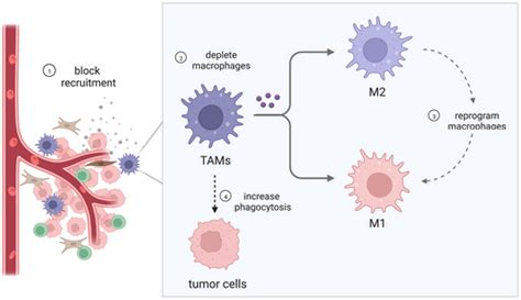 Antitumor Therapy For Breast Cancer Focus On Tumor‐associated