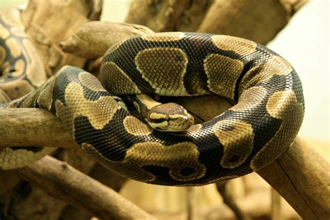 Royal Python Bioparc Fuengirola