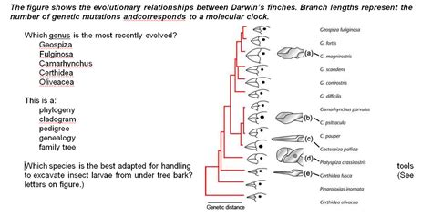 Solved The Figure Shows The Evolutionary Relationships