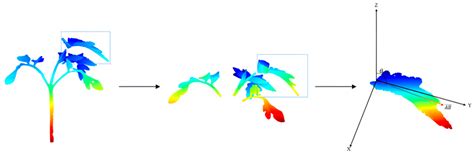 Stem And Leaf Segmentation And Phenotypic Parameter Extraction Of