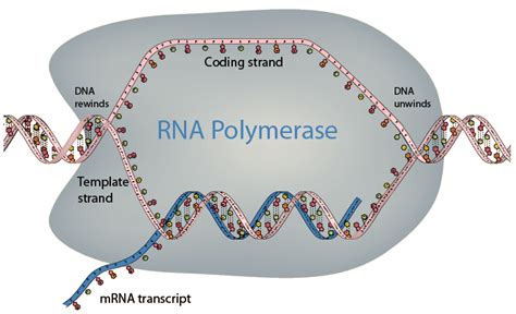 Dna To Rna Transcription