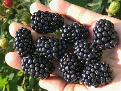 eclipse blackberry berries unlimited usa