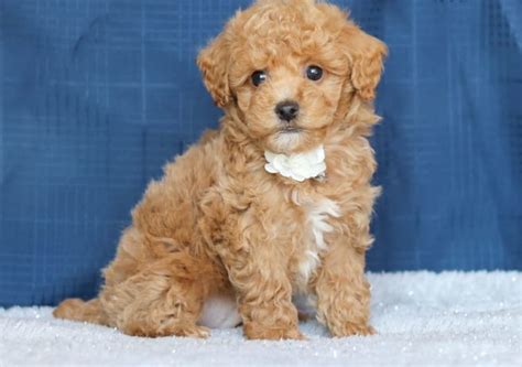 Cockapoo Puppies