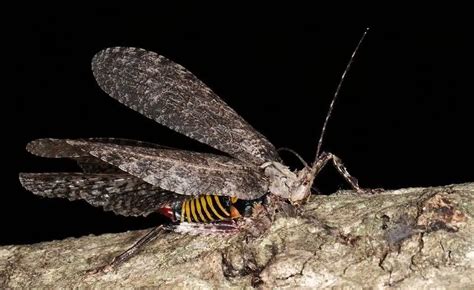 11 Bugs That Look Like Tree Bark With Pictures