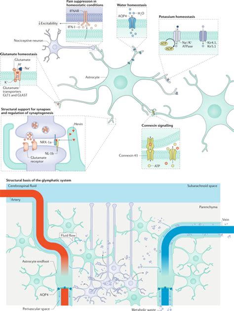 星形胶质细胞在慢性疼痛和瘙痒中。 Nature Reviews Neuroscience X Mol