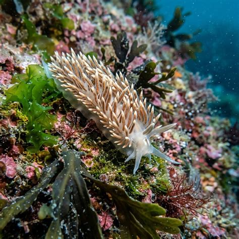 Shag Rug Nudibranch Aeolidia Papillosa Facts Identification
