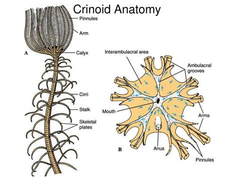 Ppt Phylum Echinodermata Powerpoint Presentation Free Download Id