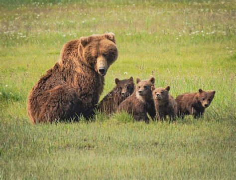 The Original Bear Viewing Day Trip In 2022 Explore Alaska Homer