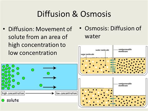 Osmosis Definition Biology
