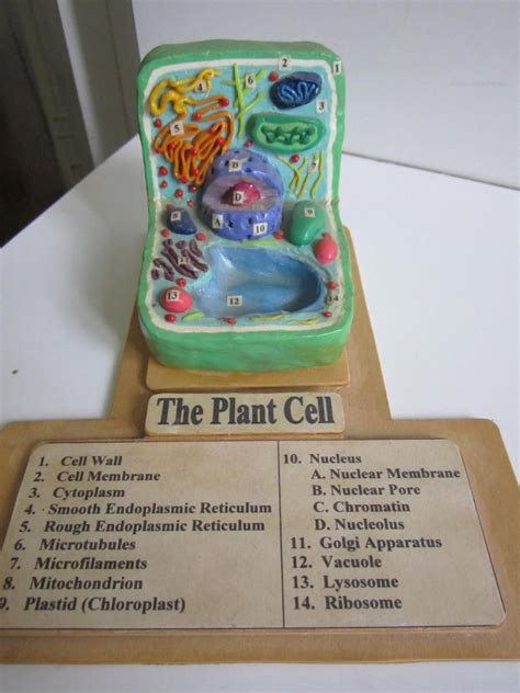 Plant Cell Playdough Model