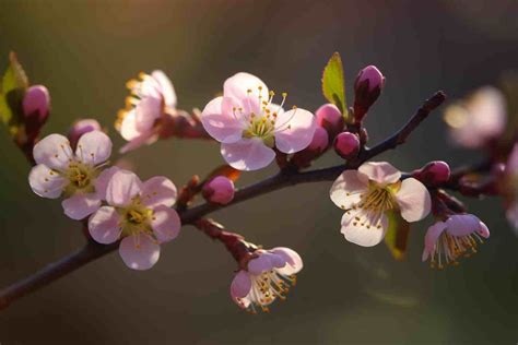 Plum Blossom Flower Meaning Symbolism And Spiritual Significance