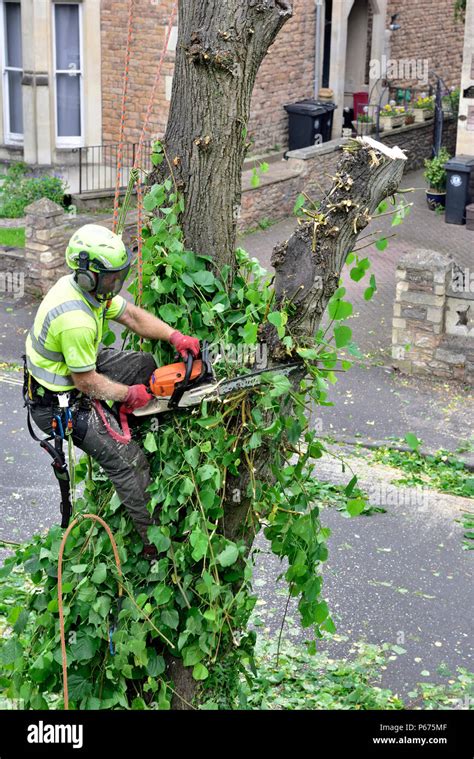 Tree Surgeon Roped Up On Trunk Of Lime Tree With Protective Safety Gear And Chainsaw Trimming