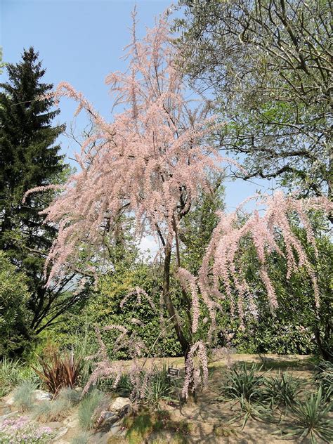 Тамариск растение (52 фото) - 52 фото