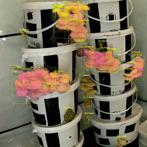 Mushr Project Raw Image Dataset Oyster Mushrooms Kaggle