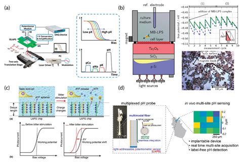 Biochemical Applications Of The Light Addressable Potentiometric Sensor Download Scientific