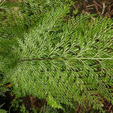 Asplenium Daucifolium Mauritius Spleenwort 20 Spores Online Seed