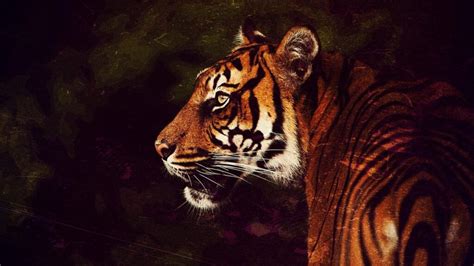 Effective Ringworm Treatment Options For Cats A Comprehensive Guide