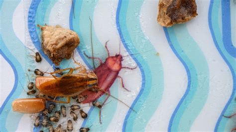 What Are The Signs Of A Roach Infestation In The House