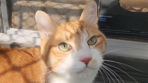 집사가 집에 안 들어와서 미치고 팔짝 뛰겠다 Youtube