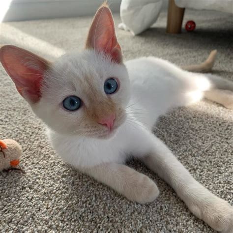 10 Stunning Blonde Cat Breeds Youll Fall In Love With