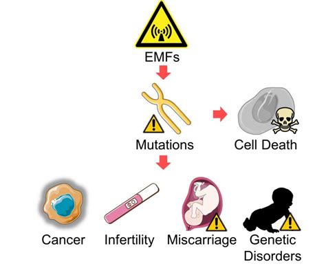 Mechanisms Of How EMFs Affect Health Overview Of The Mechanisms