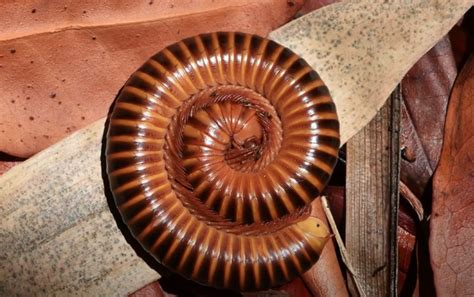 Characteristics Of Myriapods Moomoomath And Science