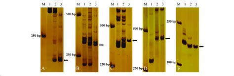 expressed sequence tag est sequence tagged site sts marker