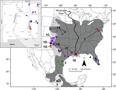 Phylogenomic Analysis Of Wide‐ranging Least Shrews Refines Conservation