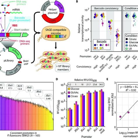 Development And High Throughput Analysis Of Genome Integrated Promoter