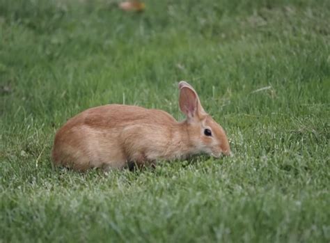 A Rare Leucistic Eastern Cottontail Rabbit In Ann Arbor R Minaturelovers