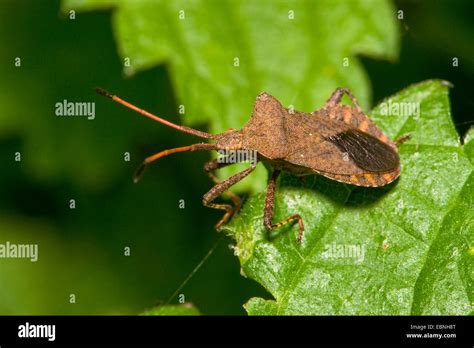 Squash Bug Coreus Marginatus Mesocerus Marginatus Sitting On A Leaf