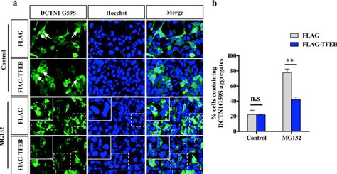 Effect Of Tfeb On Mutant Dctn1 Aggregation A Hek 293 Cells Were