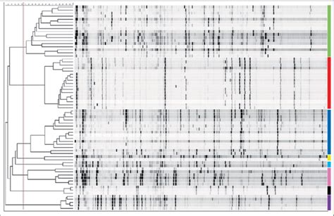 Dendrogram Of Aflp Analysis Of Isolates Of Pseudallescheria And
